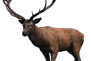 how to cook venison dayz