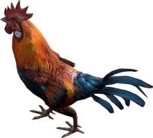 Rooster - DayZ Wiki