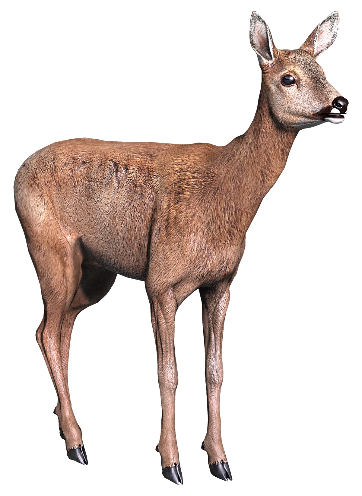 Doe - DayZ Wiki