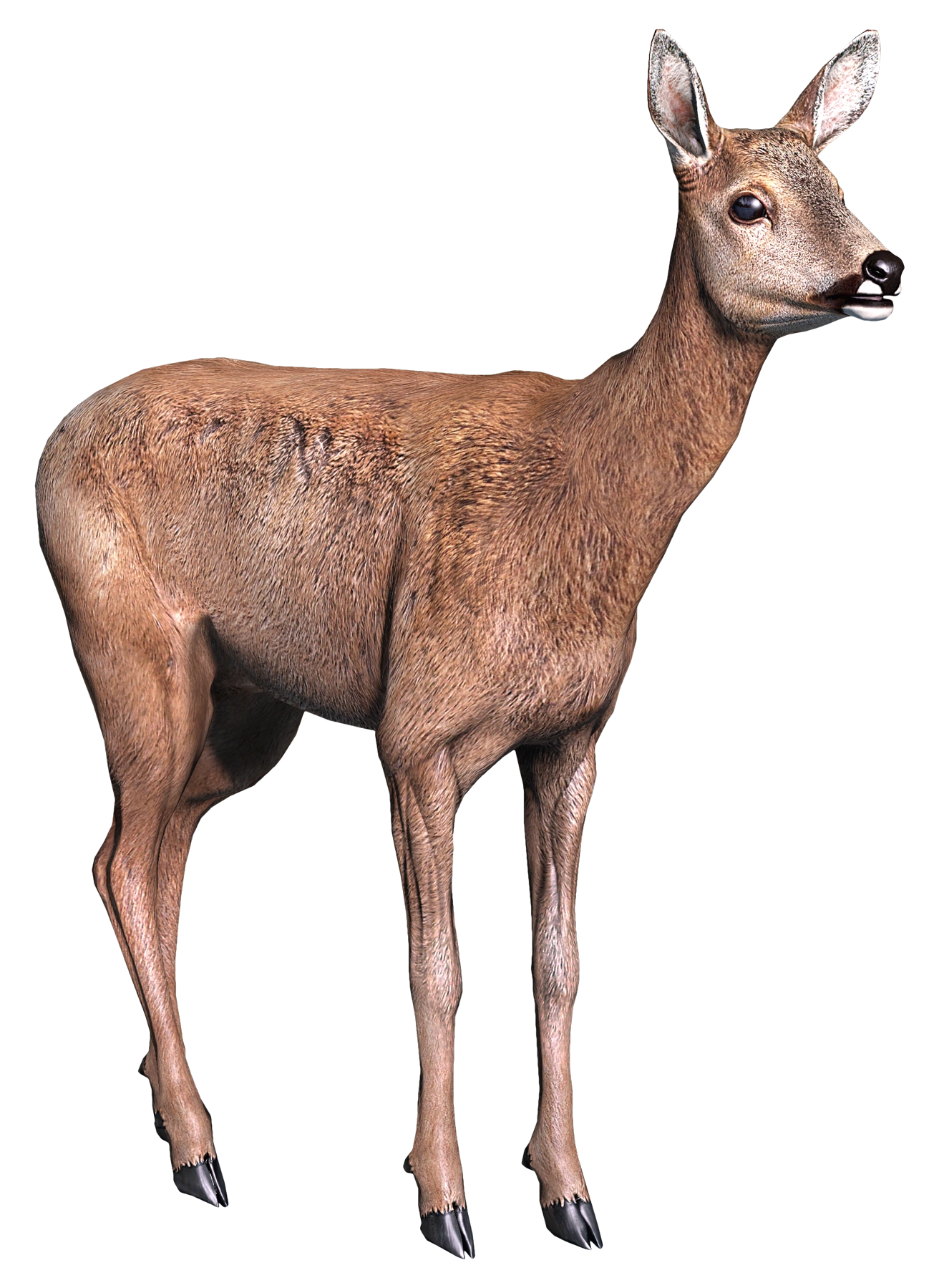 Doe - DayZ Wiki