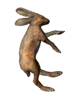 Hare - DayZ Wiki