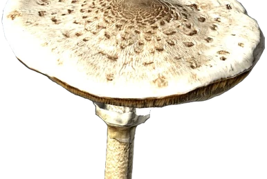 dayz how to cook mushrooms