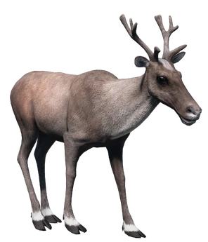 Reindeer - DayZ Wiki