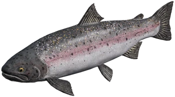 Steelhead Trout - DayZ Wiki
