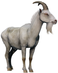 Wildlife - DayZ Wiki