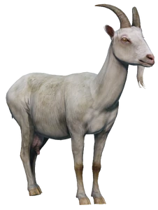 Goat - DayZ Wiki
