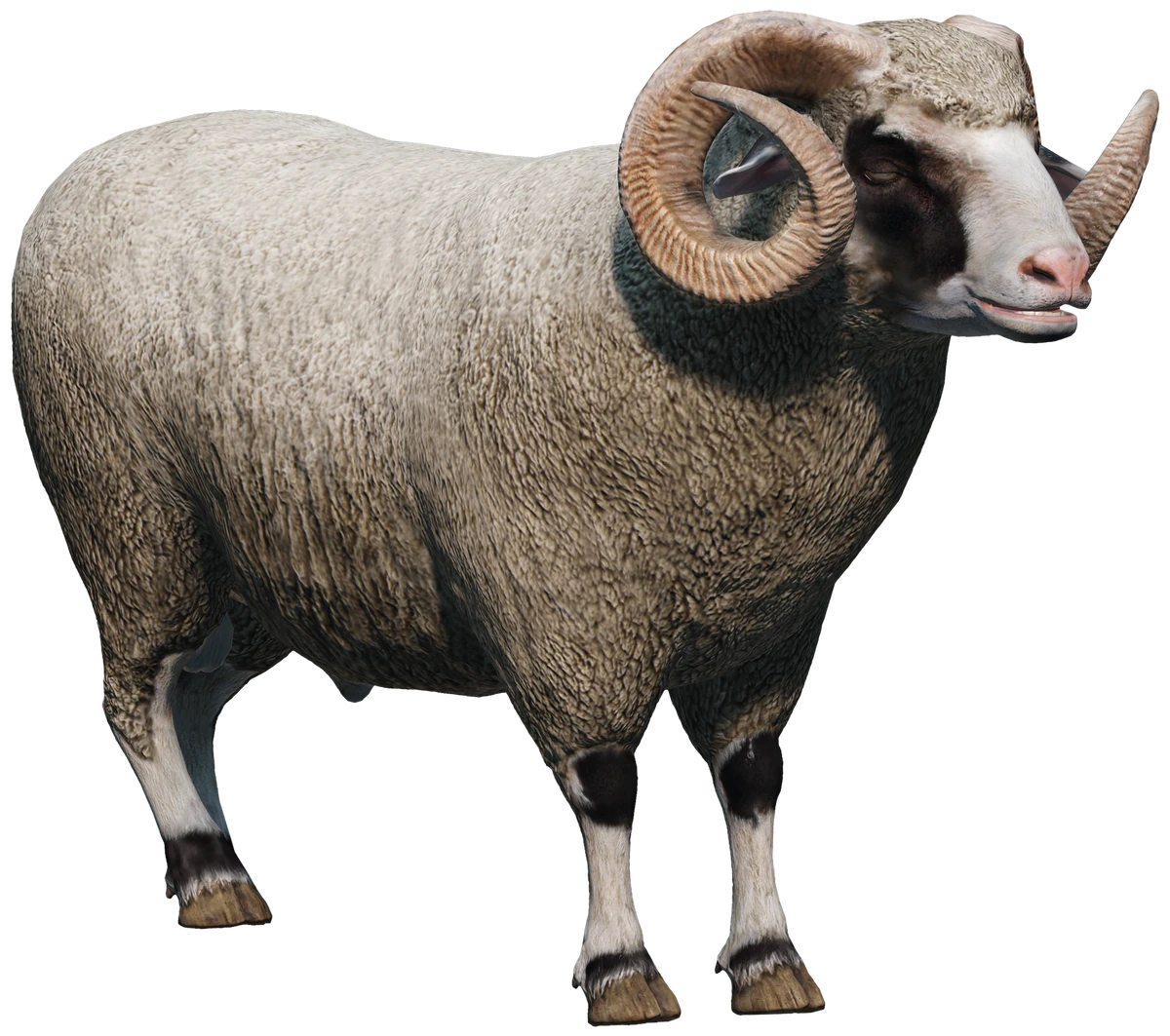 Ram - DayZ Wiki