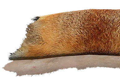 how to make tanned leather dayz