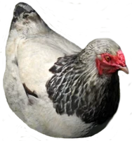 Hen - DayZ Wiki
