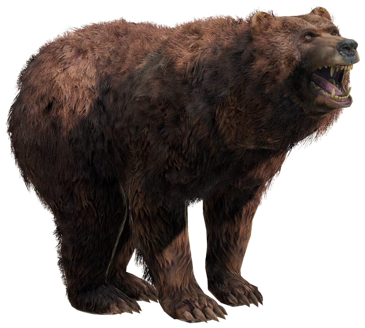 Bear - DayZ Wiki
