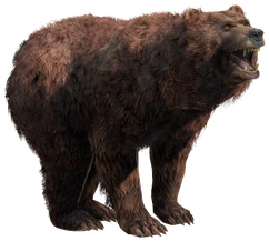 Bear - DayZ Wiki