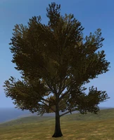 Oak Tree - DayZ Wiki