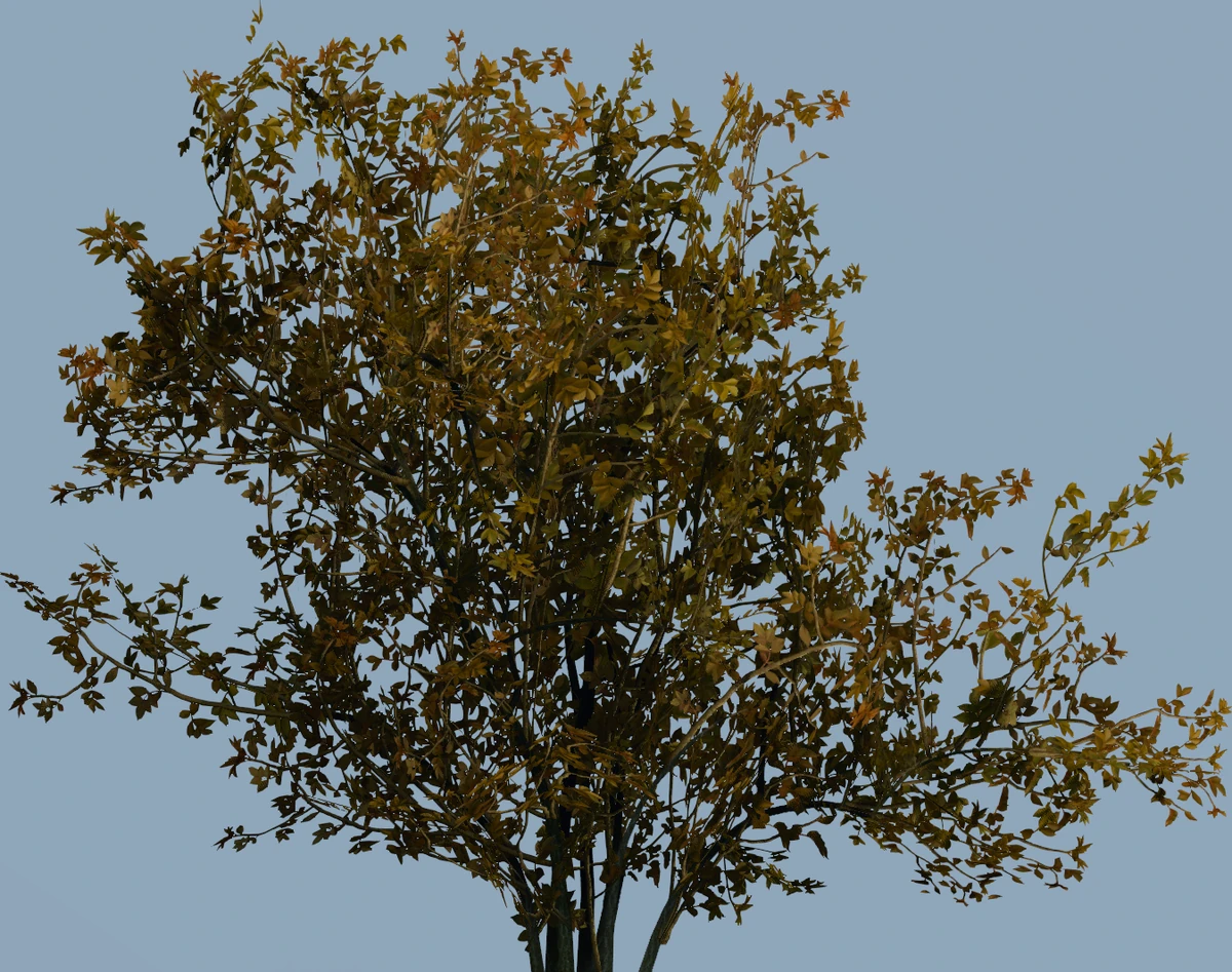Sambucus Bush - DayZ Wiki