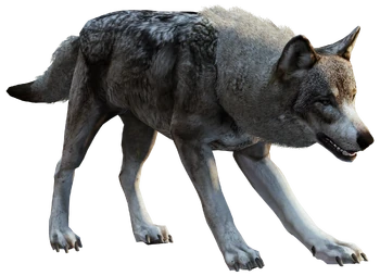 Wolf - DayZ Wiki