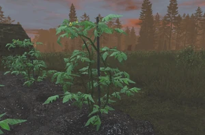 Tomato Plant - DayZ Wiki