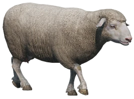Ewe - DayZ Wiki