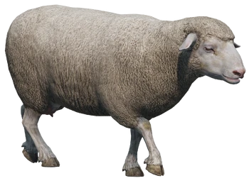 Ewe - DayZ Wiki