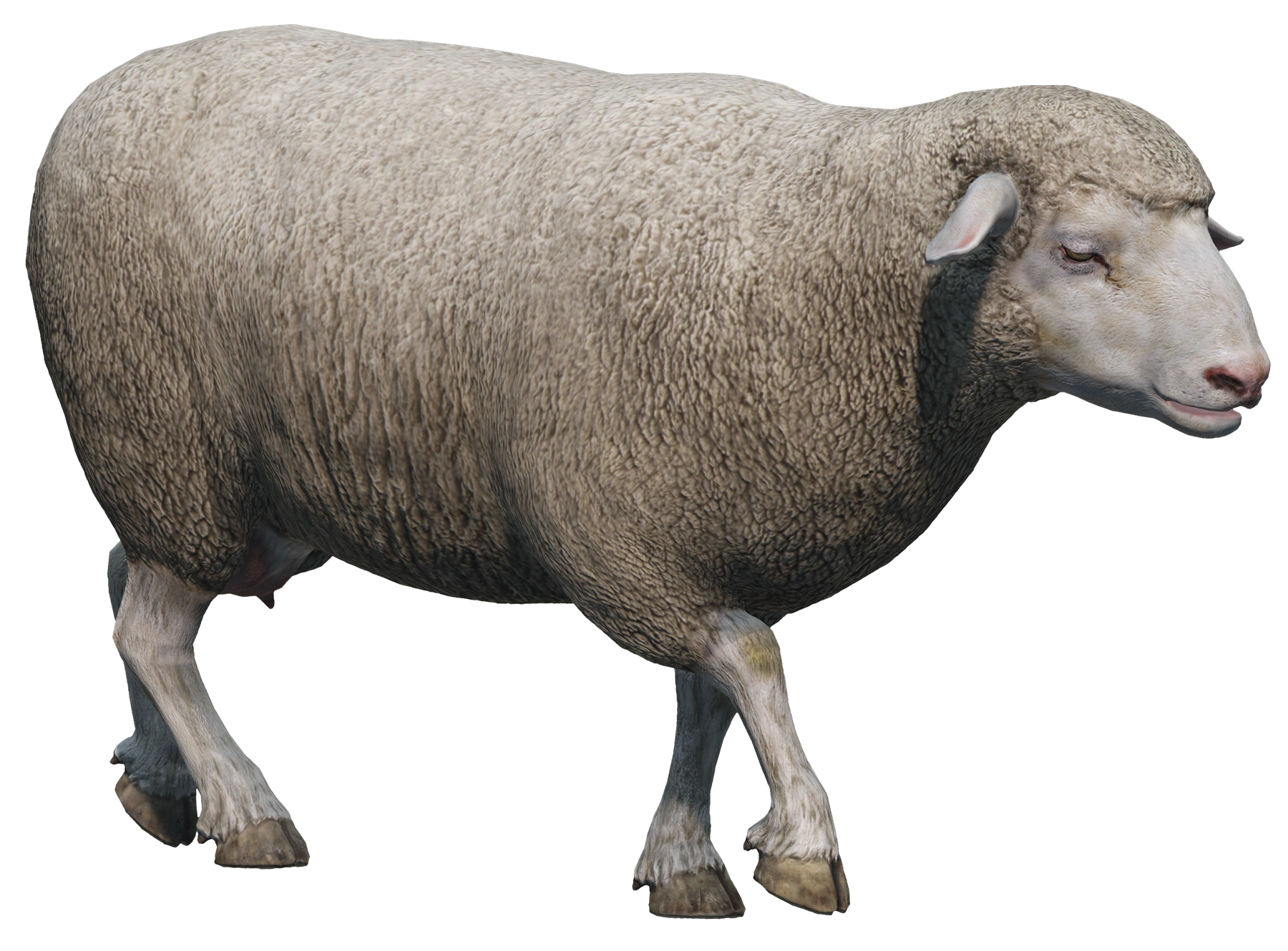 Ewe - DayZ Wiki