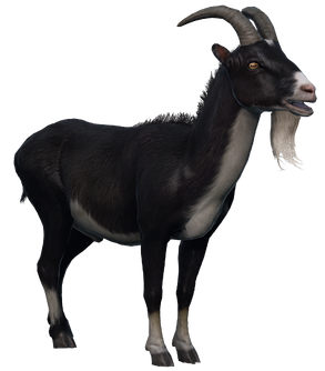 Goat - DayZ Wiki
