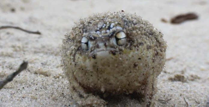 Very Angry Frog | Dokfan Battle Wiki | Fandom