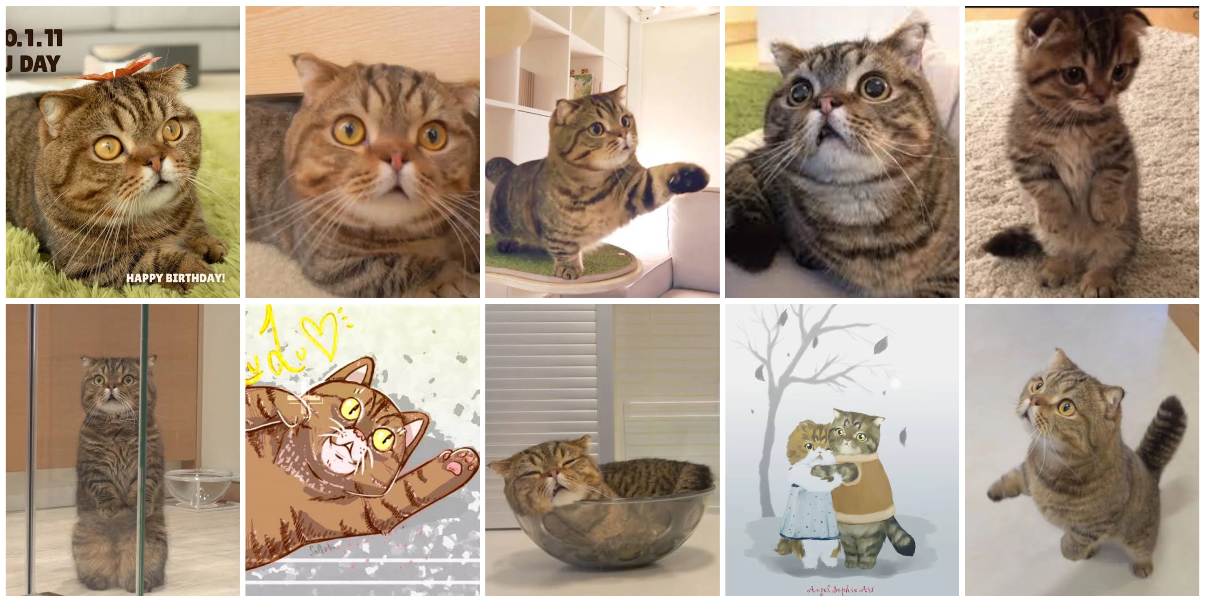 Happy 6th birthday LuLu! | Fandom