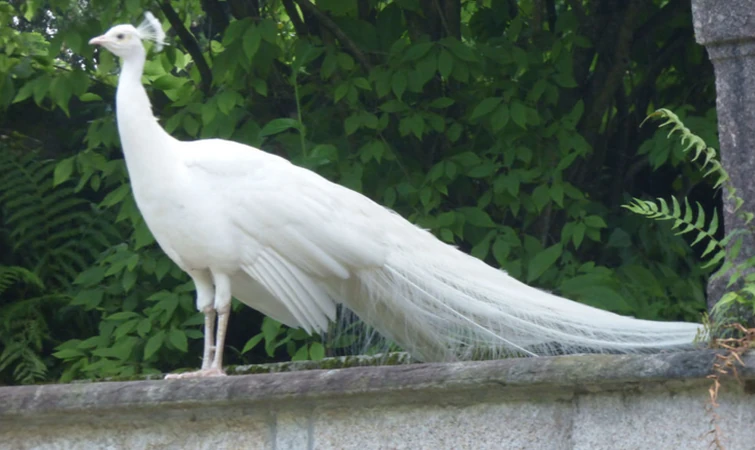 Discuss Everything About Lost Cities Keeper Wiki | Fandom