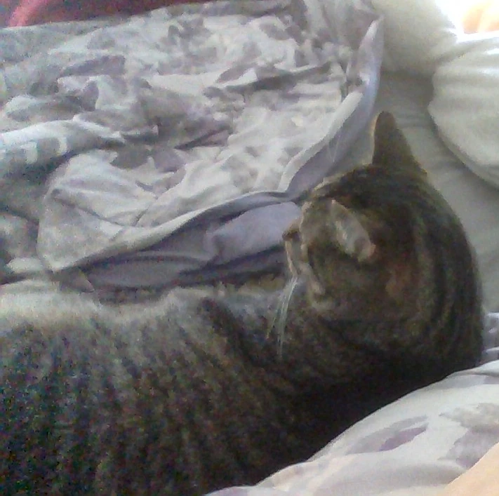 my cat chilling in bed with me while I suffer | Fandom