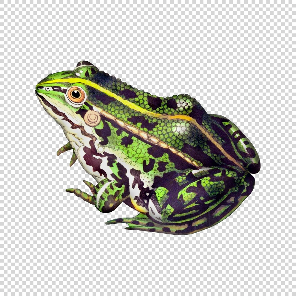 frog-amphibians | Fandom