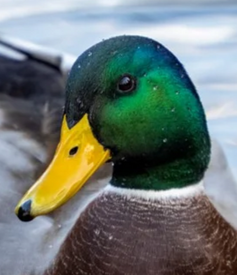 A few of my Miis in real life | Fandom