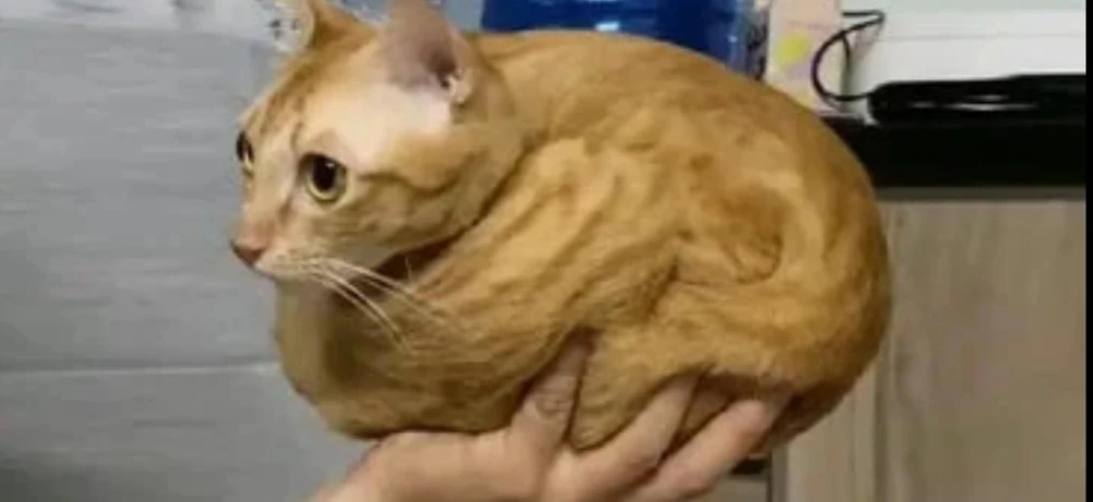 Cat memes cus yes | Fandom