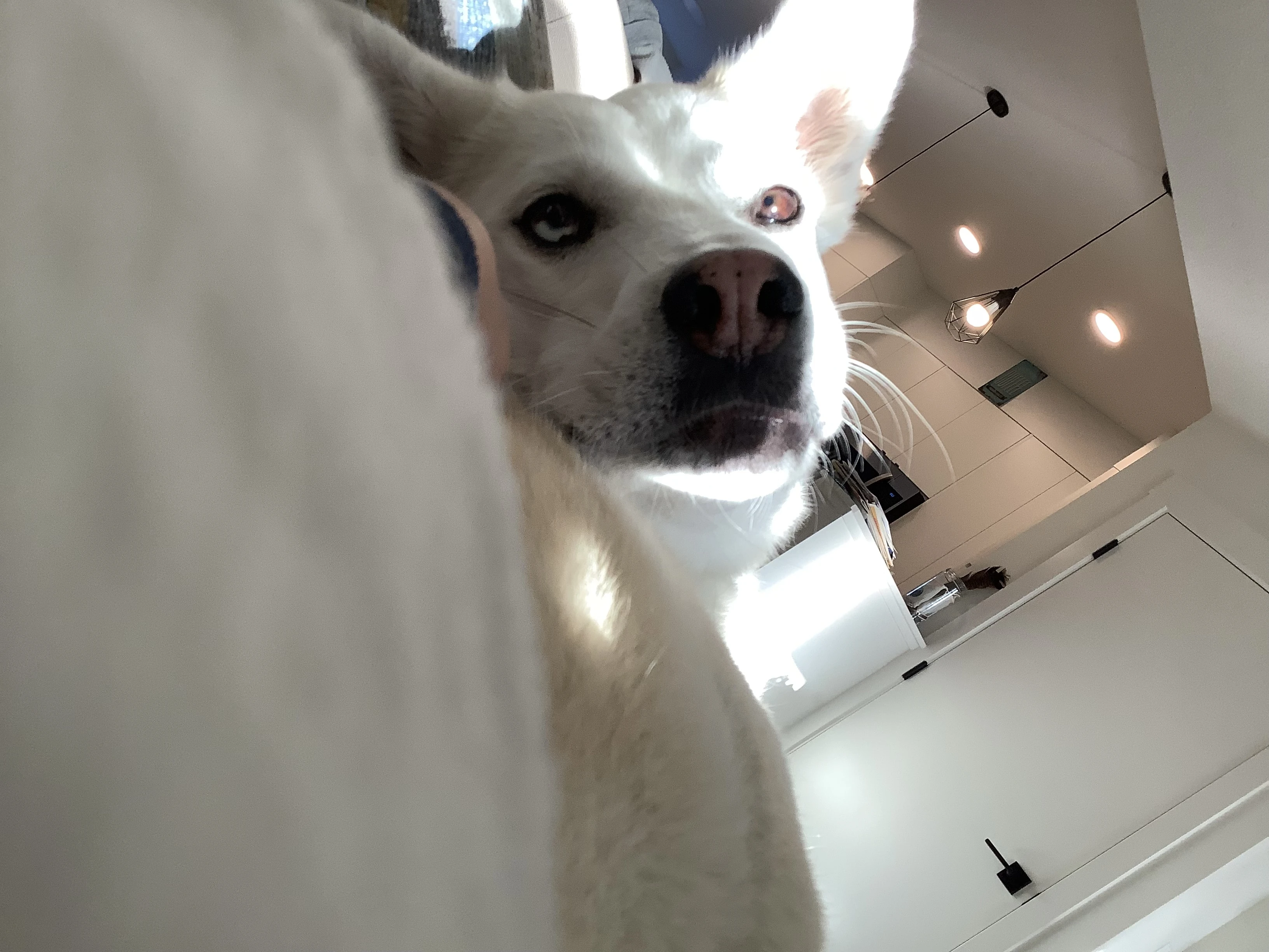 Doggy | Fandom