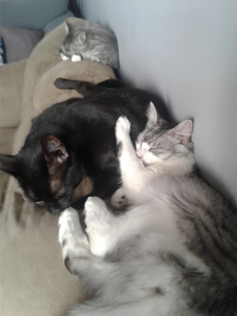 just a bunch of photos of my cats without further context | Fandom
