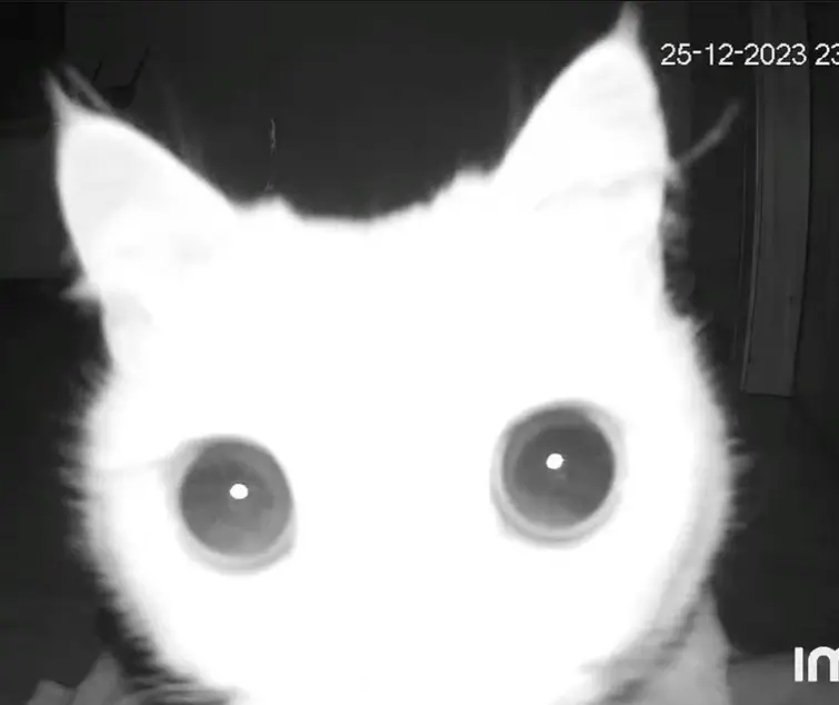 chattttttt, mut grinding/nesting/hatching party :3 | Fandom