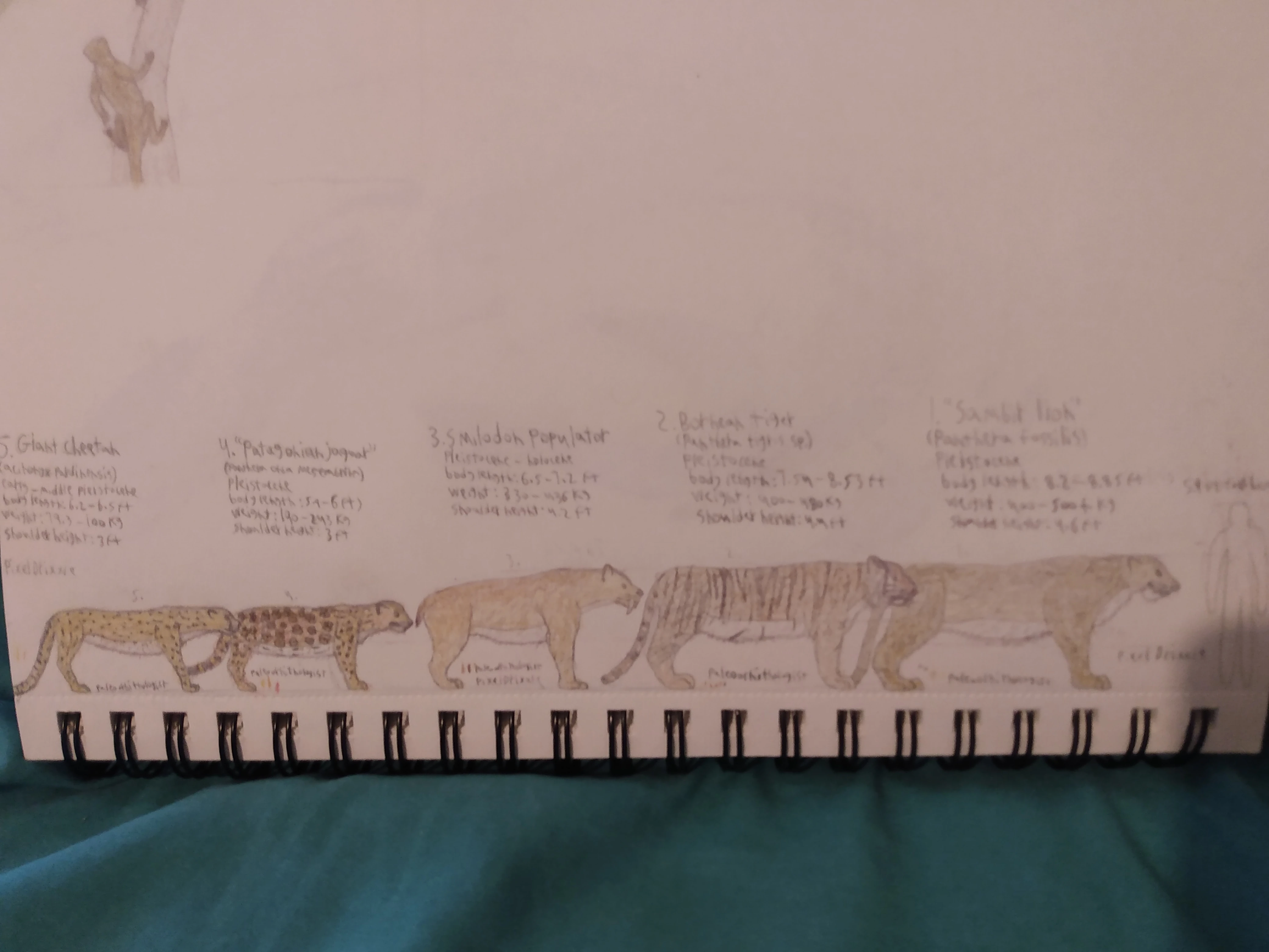 biggest big cats | Fandom