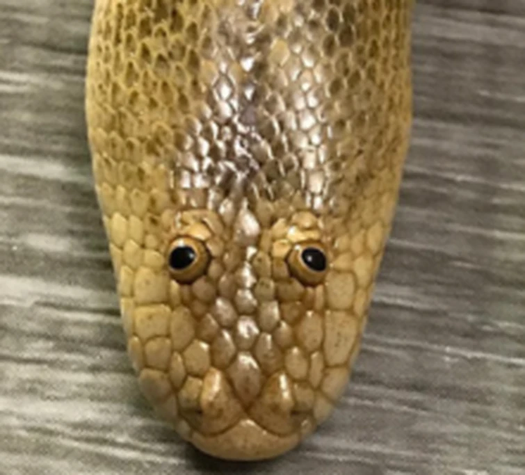 Arabian sand Boa | Fandom