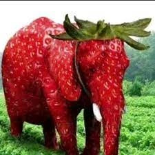 Elefante de fresa | Wiki Dbots | Fandom