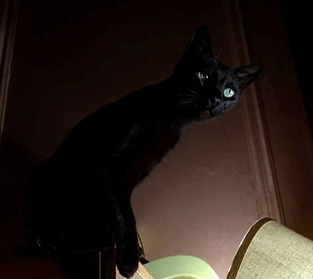 Miss Kitty | DC Burtonverse Wiki | Fandom