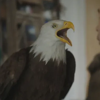 Eagly (DCEU) | DC Extended Universe Wiki | Fandom