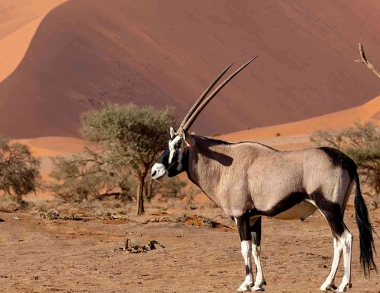 who is the better behemoth | Fandom