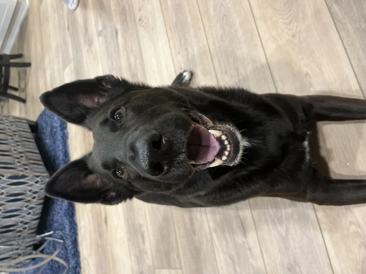 Do you guys wanna see a very good boi? | Fandom