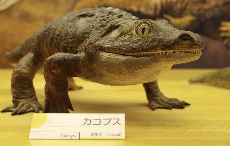 cacops aspidephorus | Fandom