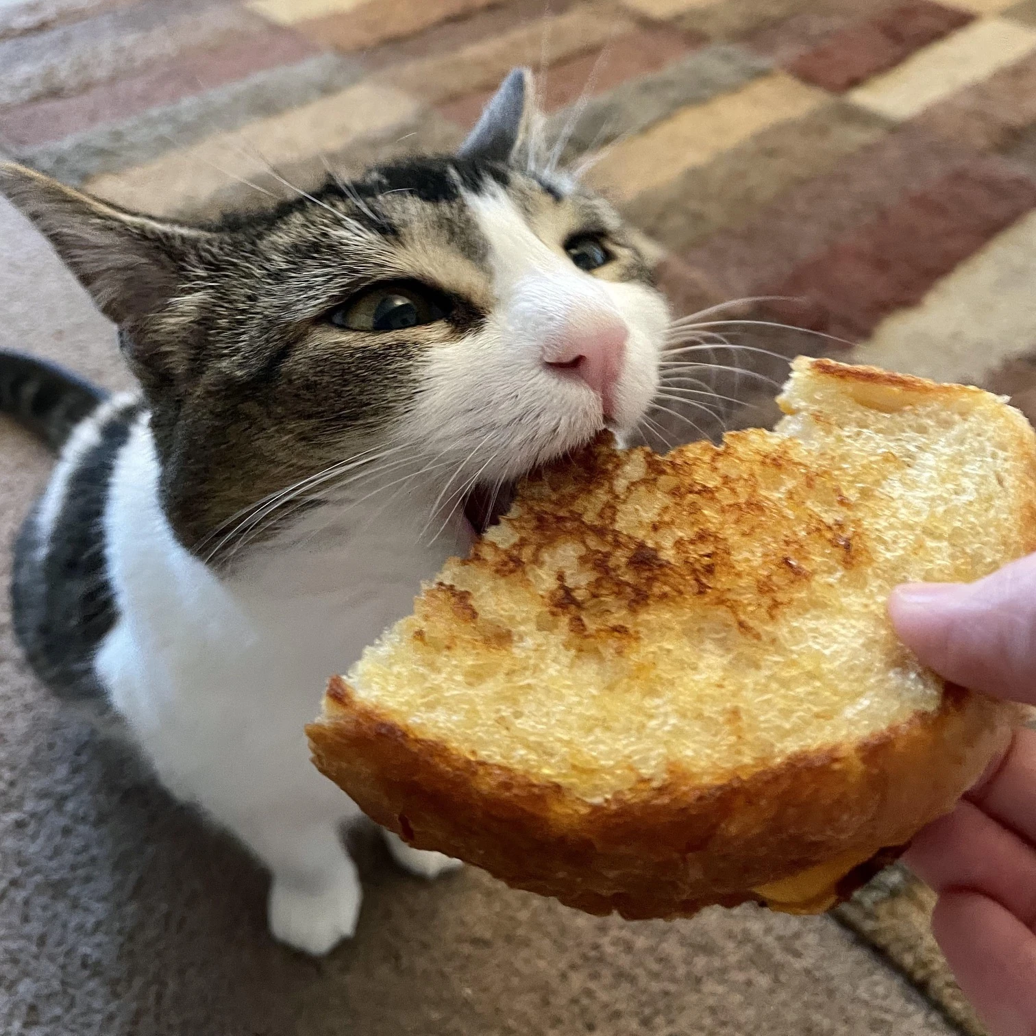 Meow meow cat eating biscuit texas toast grilled cheese | Fandom