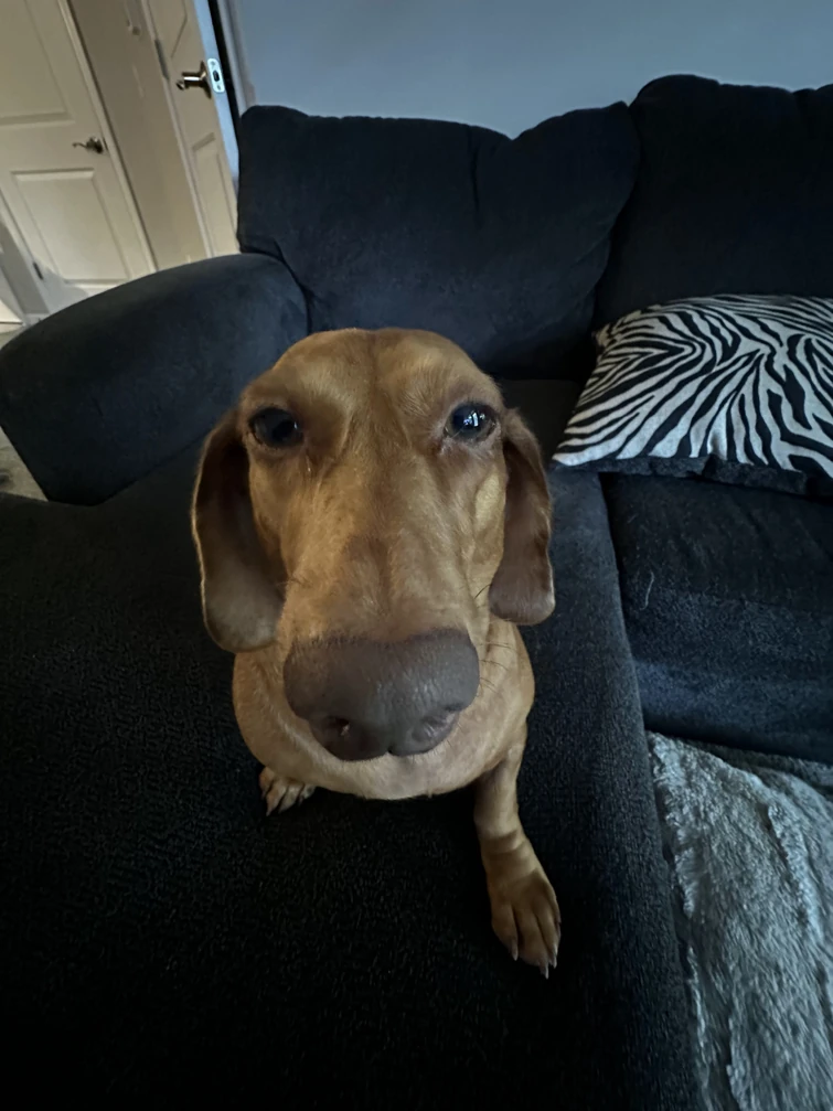 some goofy ahh pictures of my dog | Fandom