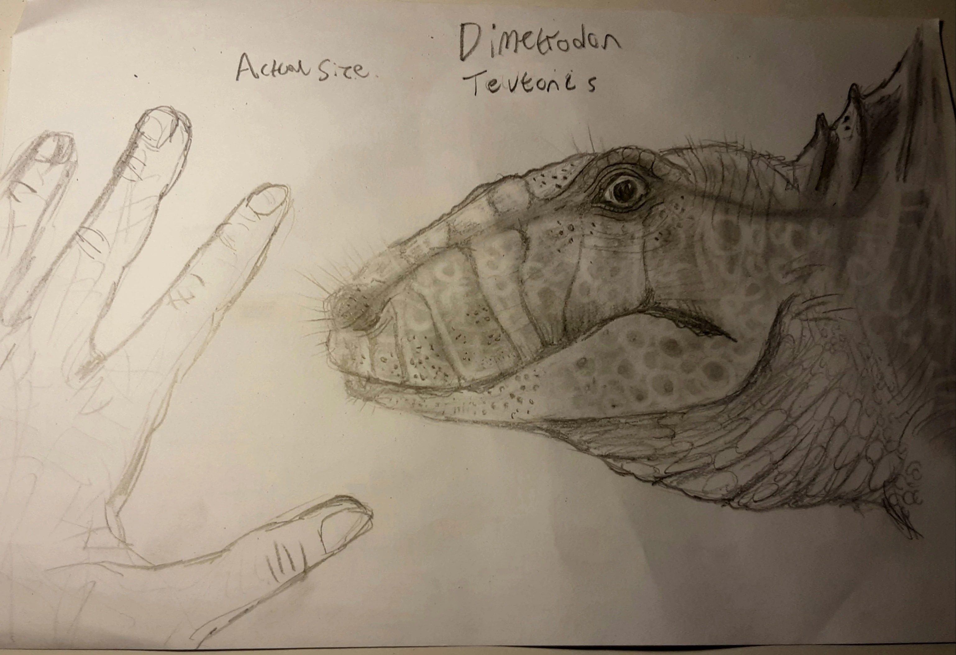 Rough Dimetrodon teutonis sketch to scale with my hand | Fandom