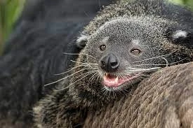 new egg pets in real life! | Fandom