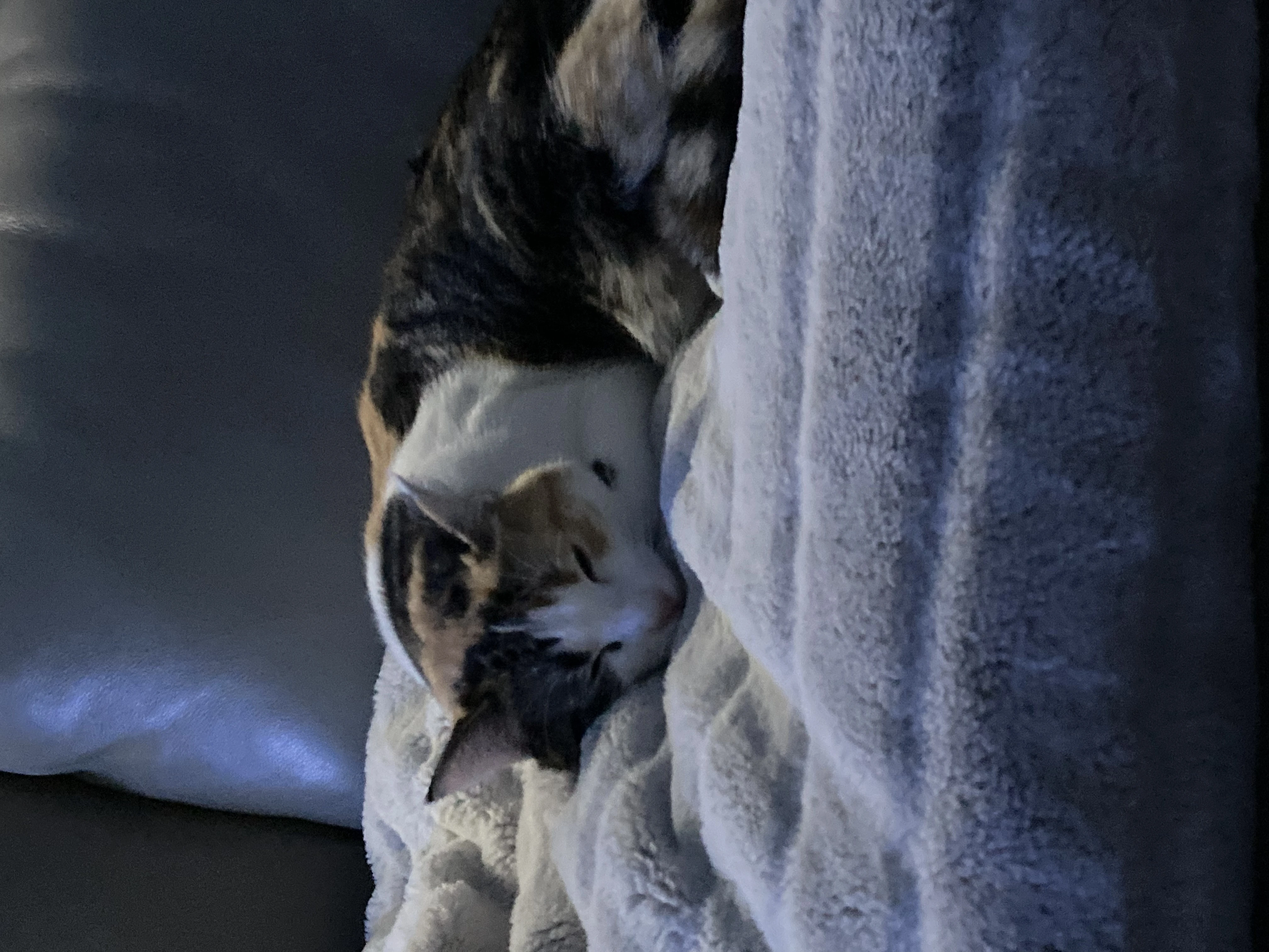 Cat update! | Fandom