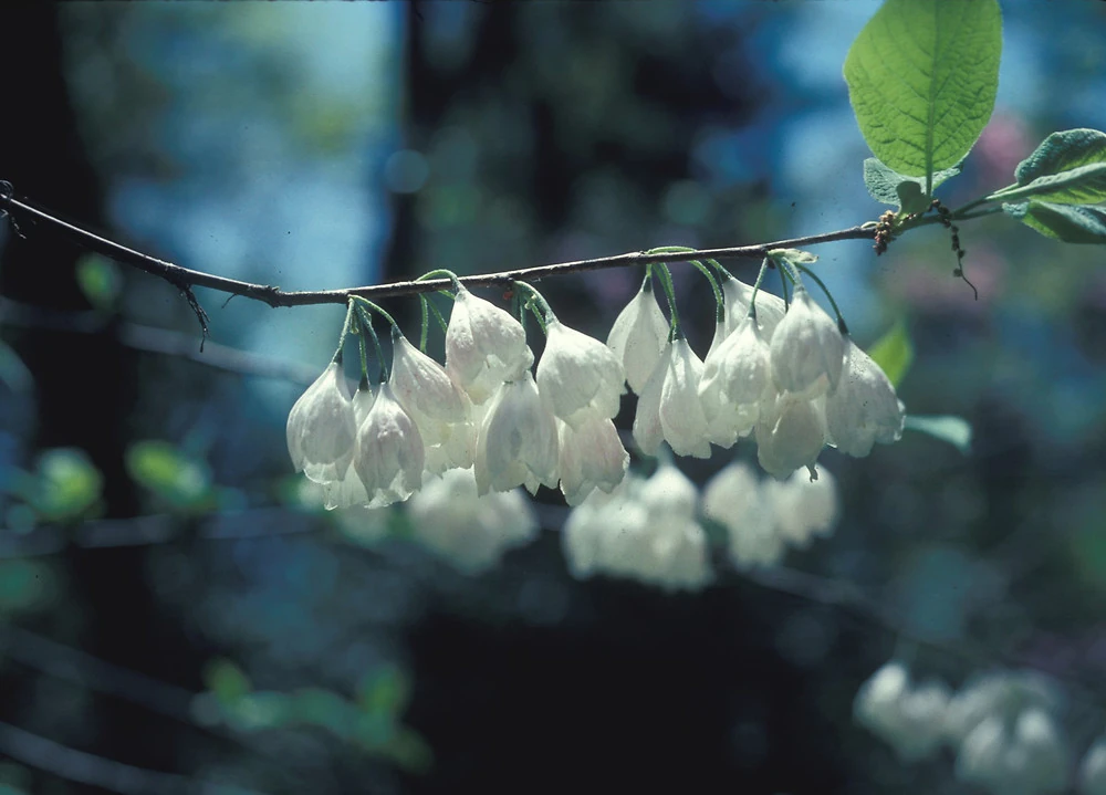 what's y'all's favorite flower?? | Fandom