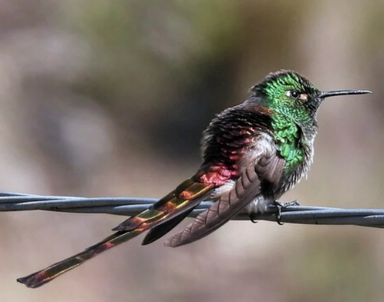 actually speaking of woke birds | Fandom