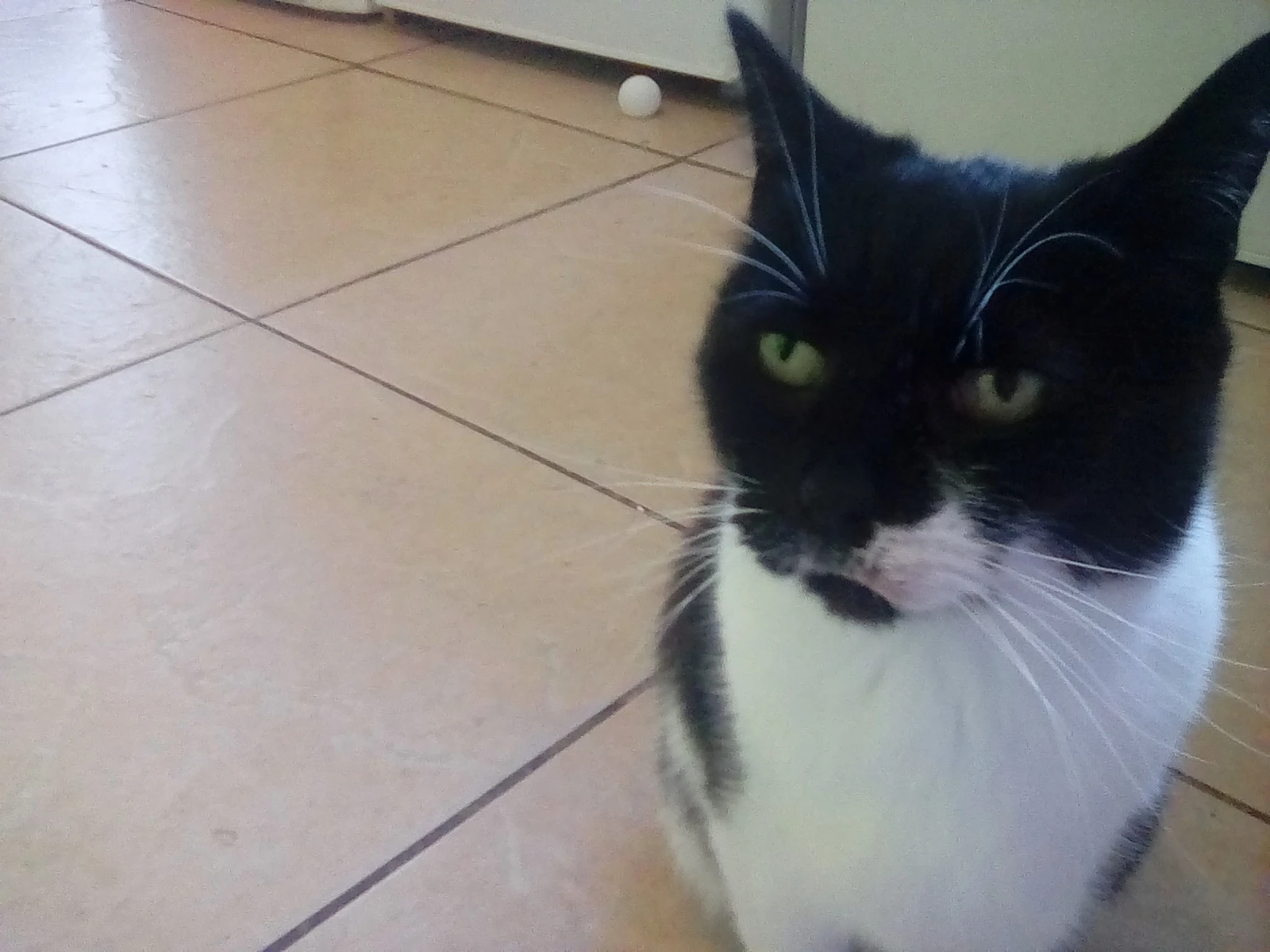 You all should know I have a pet cat named Minnie. Now I will show you ...