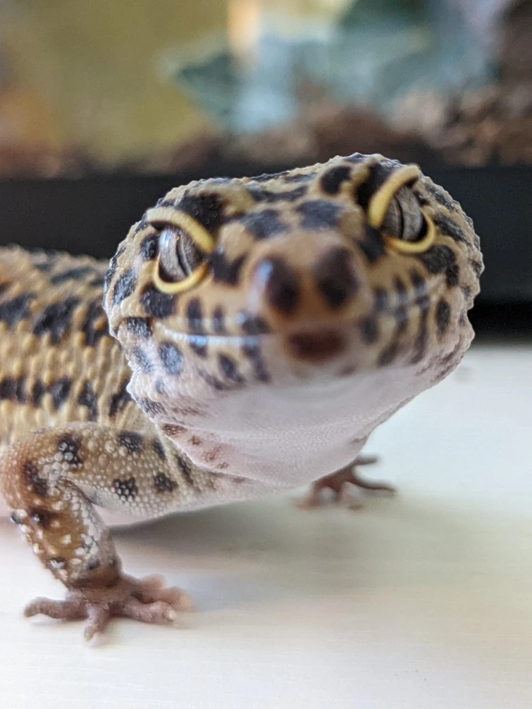 Meet the new Paradox Pokemon | Fandom